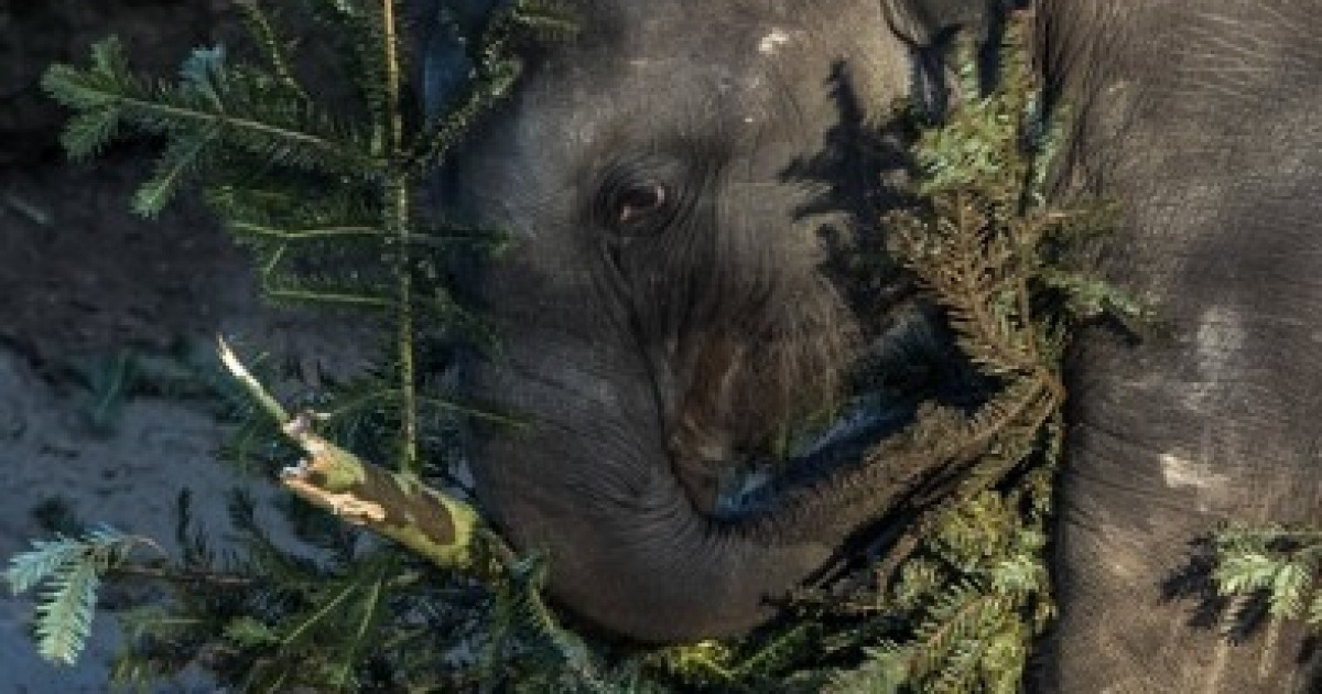 CZECH REPUBLIC ANIMALS