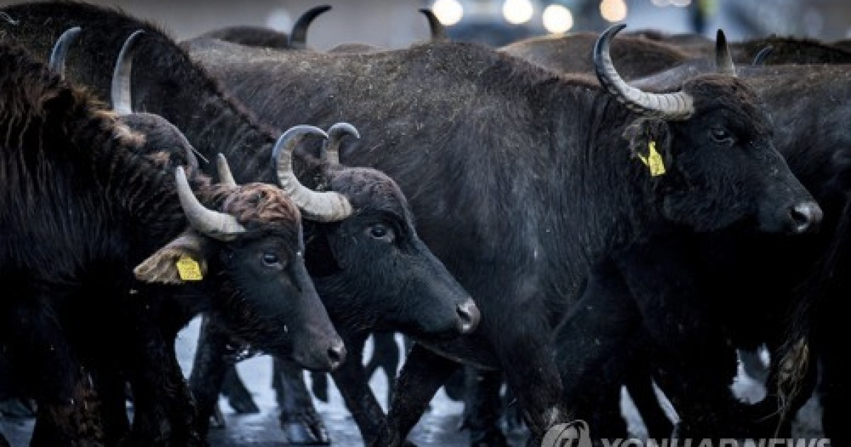 HUNGARY ANIMALS BUFFALO HERD