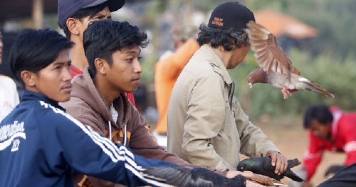INDONESIA PIGEON RACE