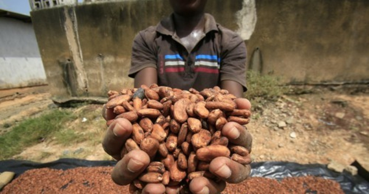 IVORY COAST AGRICULTURE CACAO