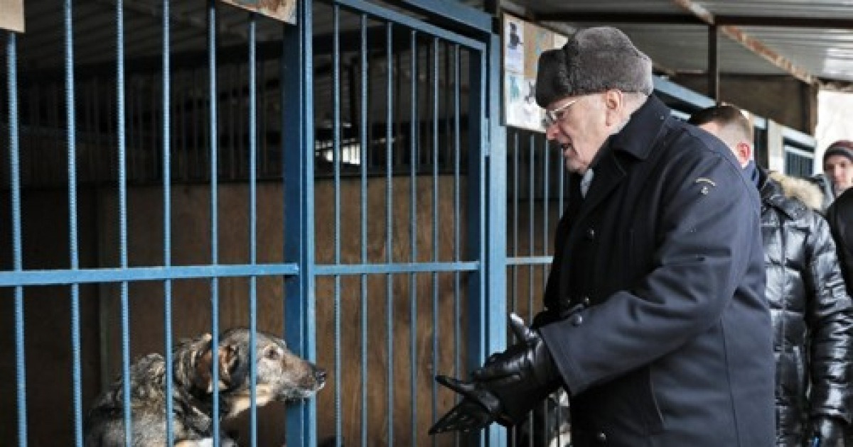 RUSSIA STRAY DOGS SHELTER
