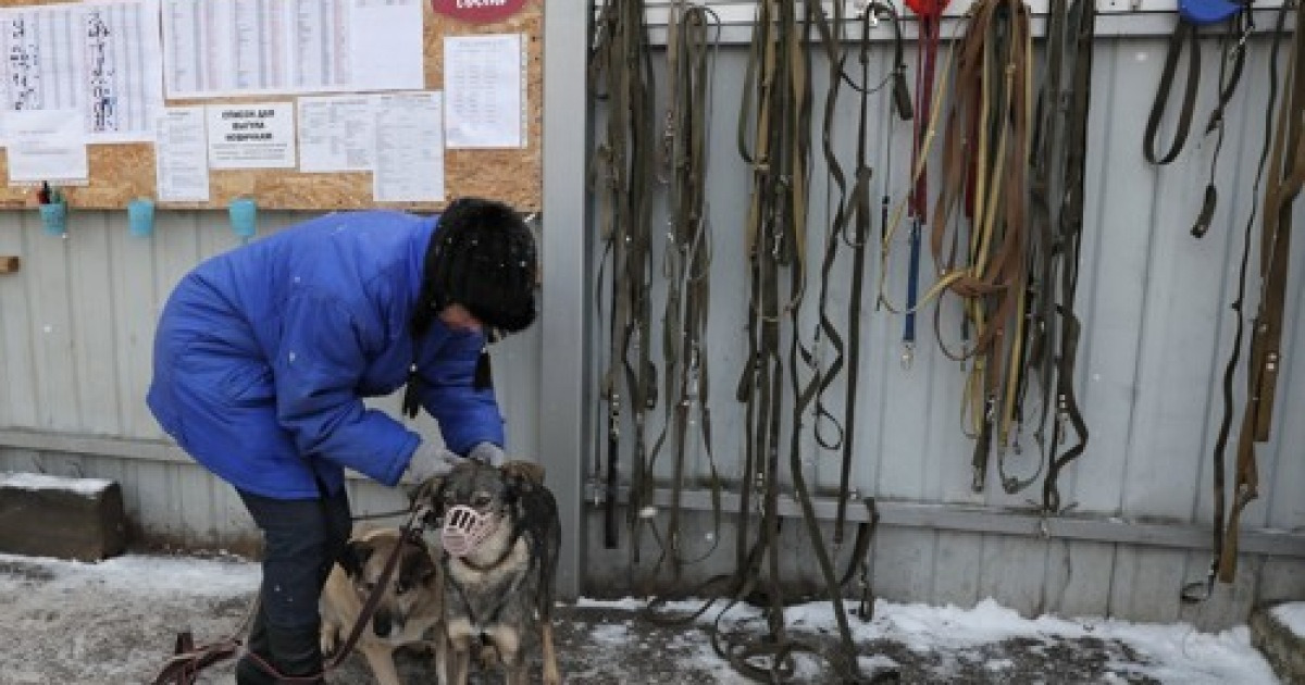 RUSSIA PHOTO SET STRAY DOGS SHELTER