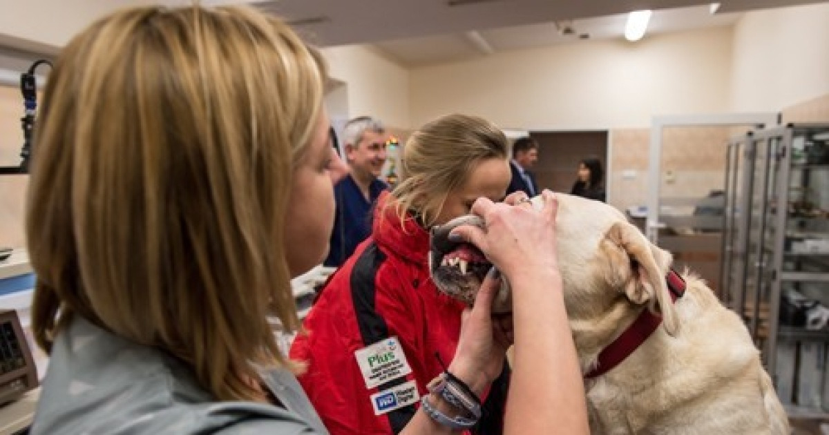 POLAND ANIMALS RESCUE DOGS