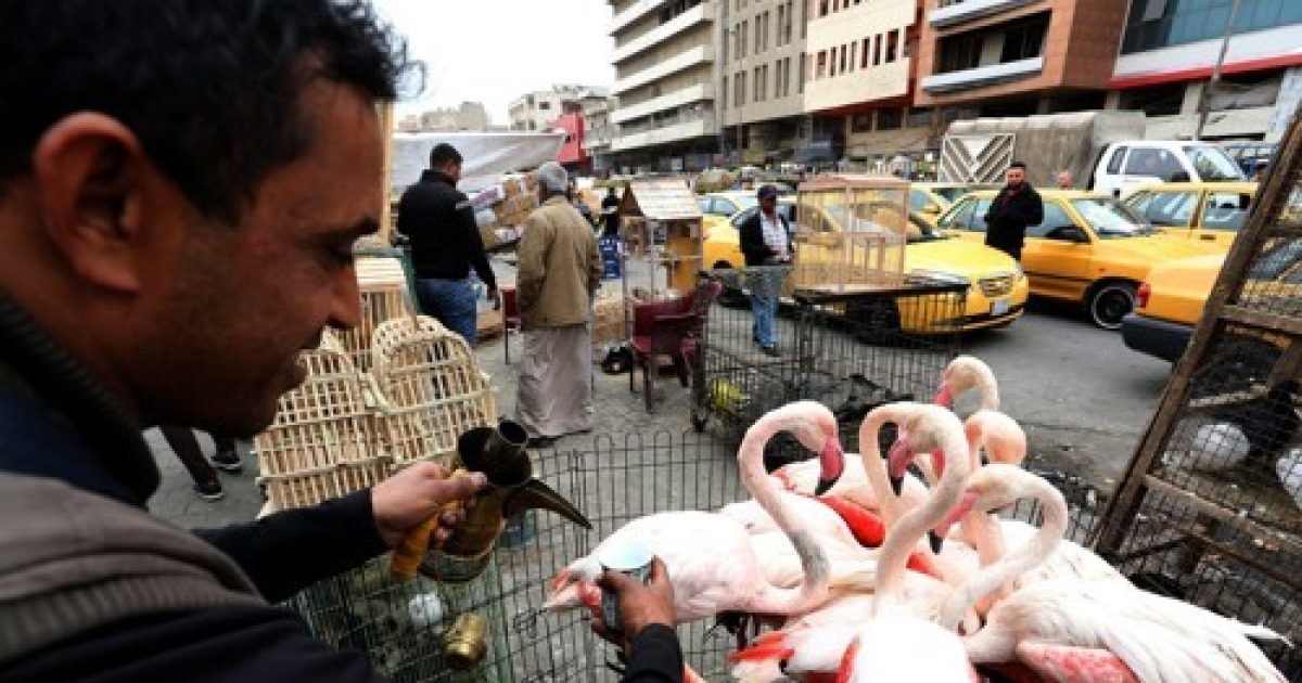 IRAQ FLAMINGOS BIRDS