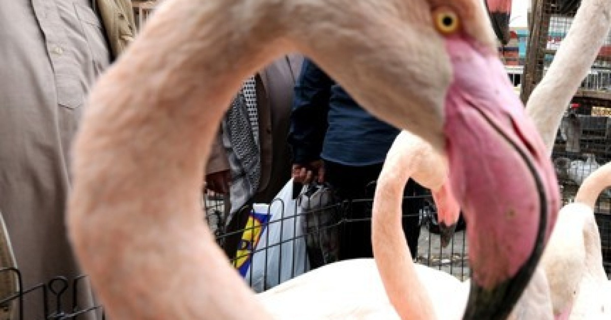 IRAQ FLAMINGOS BIRDS
