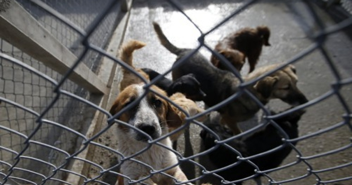 Serbia Prison Dogs