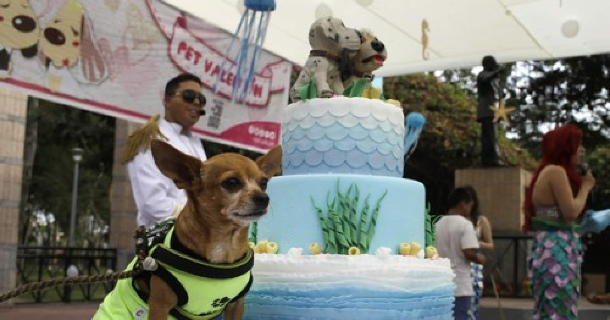 Peru Dog Valentine