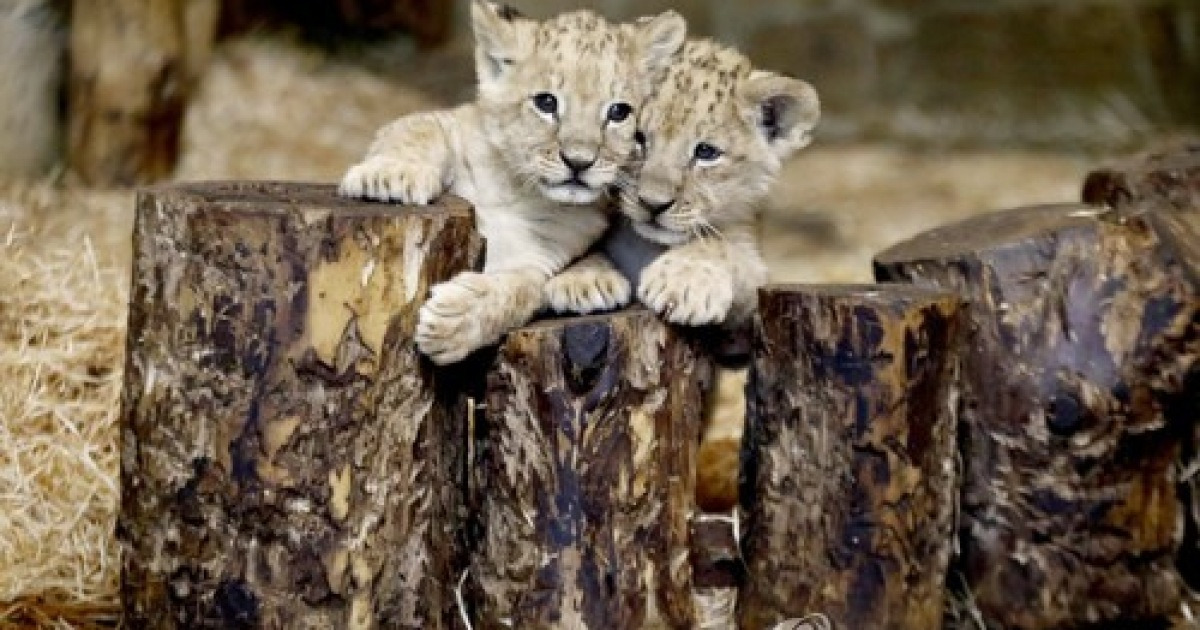 RUSSIA LION CUBS