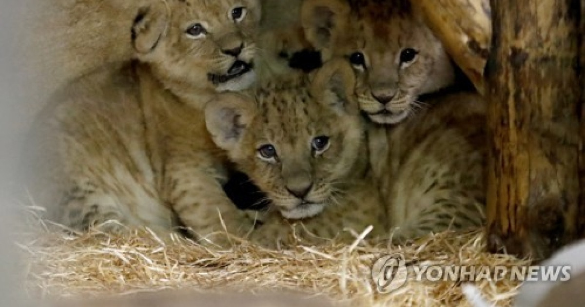 RUSSIA LION CUBS