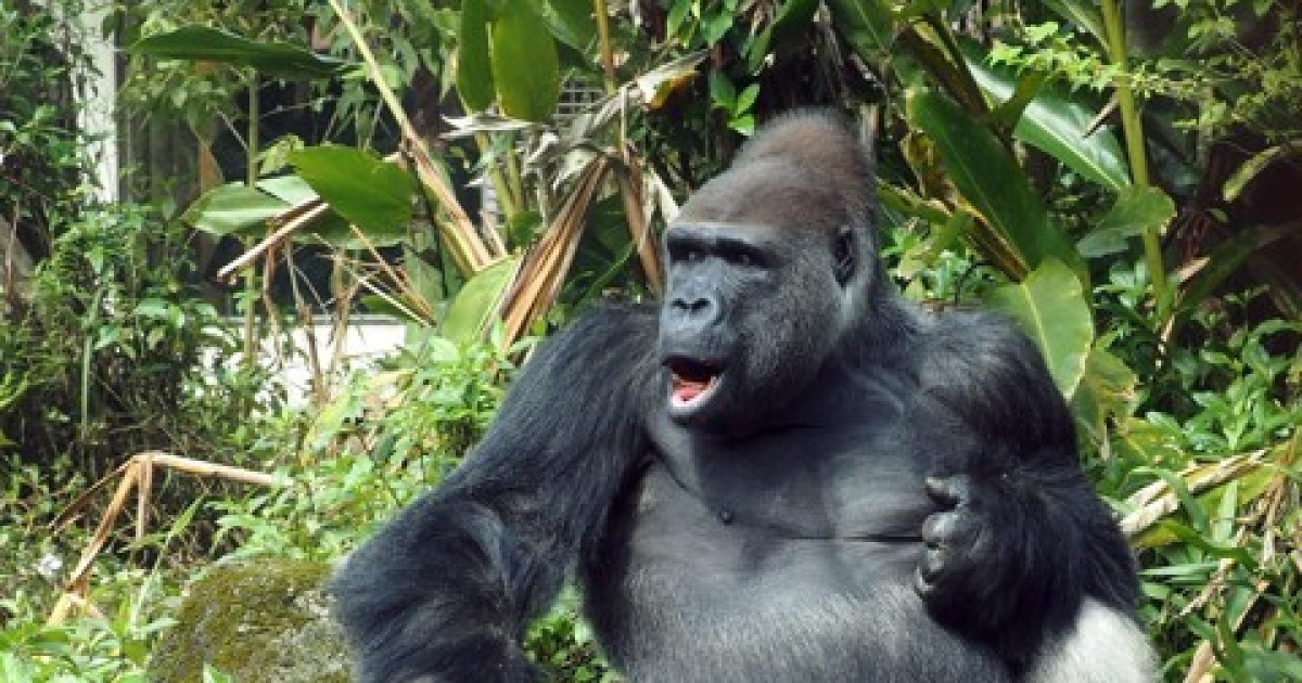 TAIWAN ANIMALS