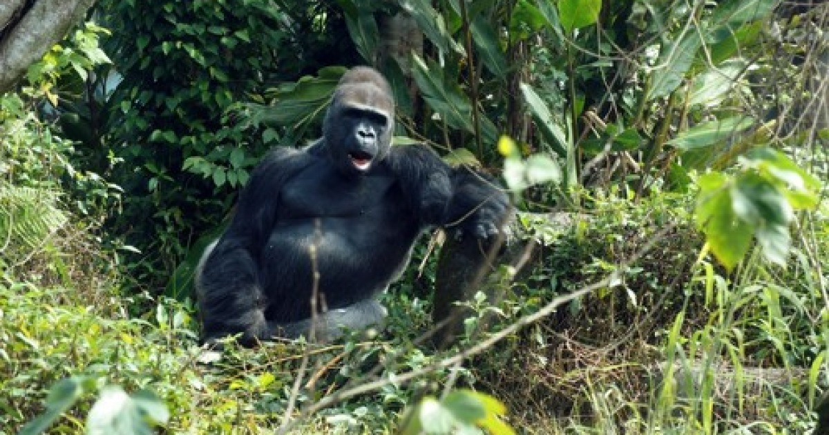 TAIWAN ANIMALS