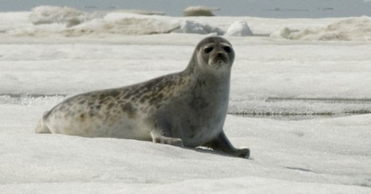 Ringed Seals Threatened Species