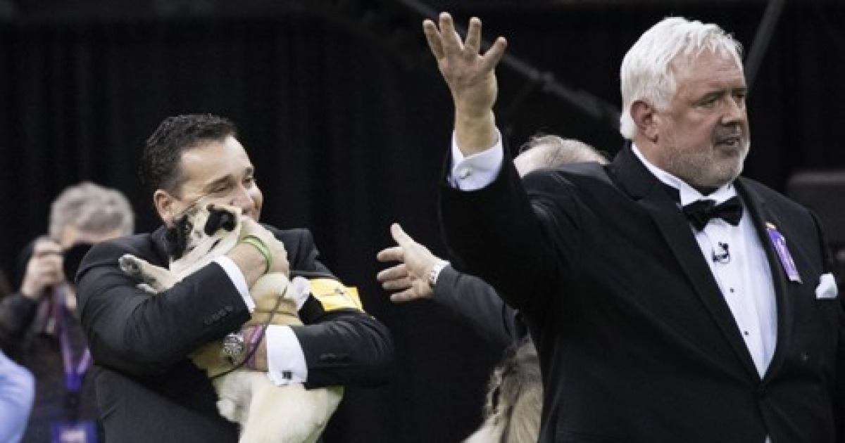 APTOPIX Westminster Dog Show Young Handlers