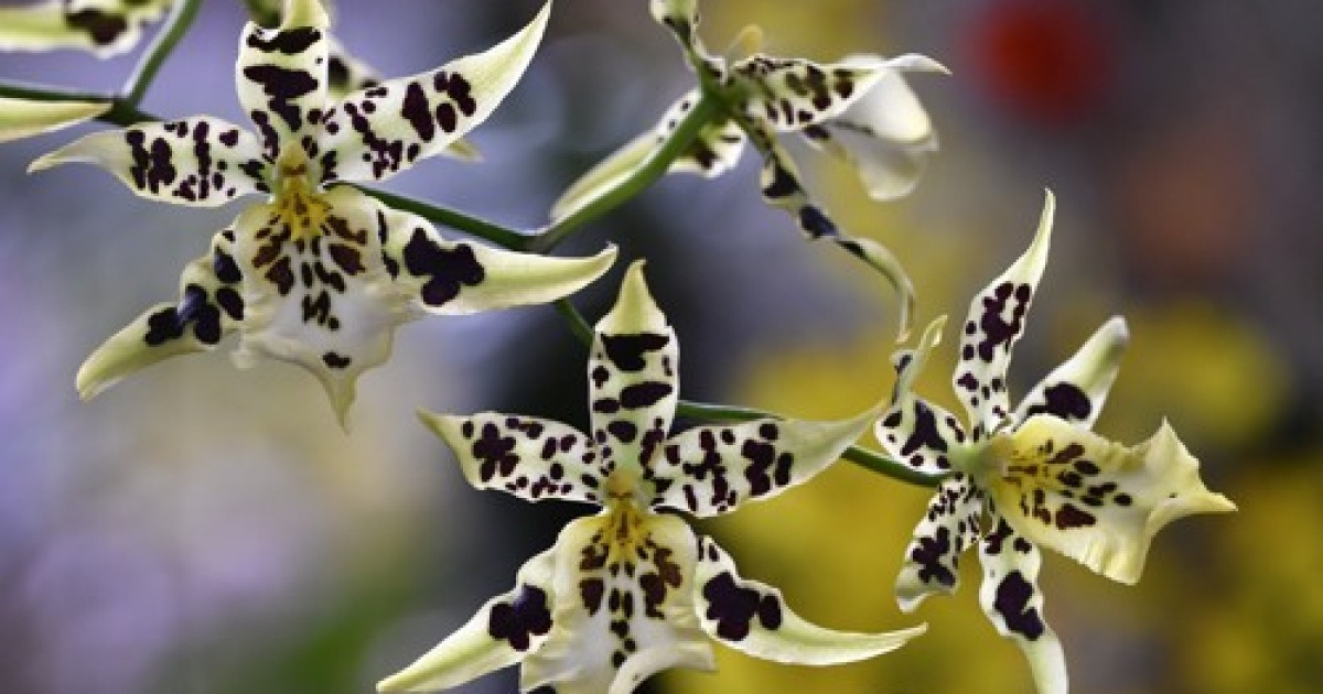 JAPAN NATURE ORCHID EXPO