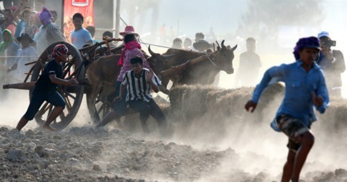 THAILAND BULLOCK CART RACING FESTIVAL