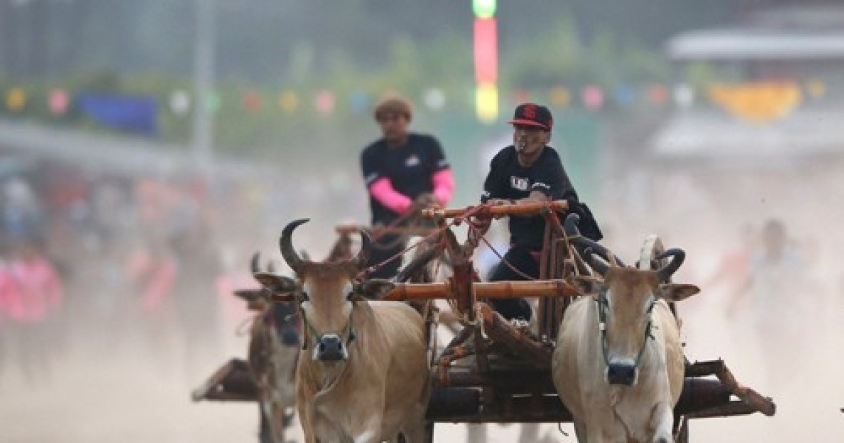 THAILAND BULLOCK CART RACING FESTIVAL