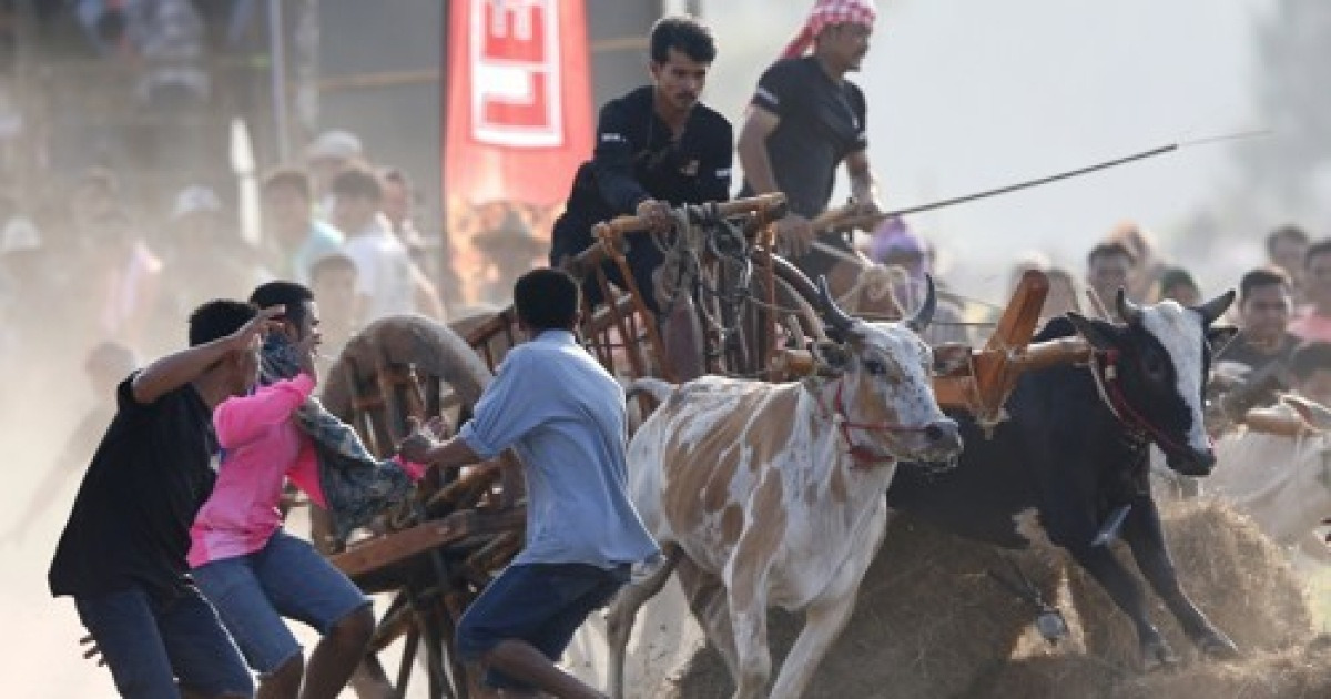 THAILAND BULLOCK CART RACING FESTIVAL