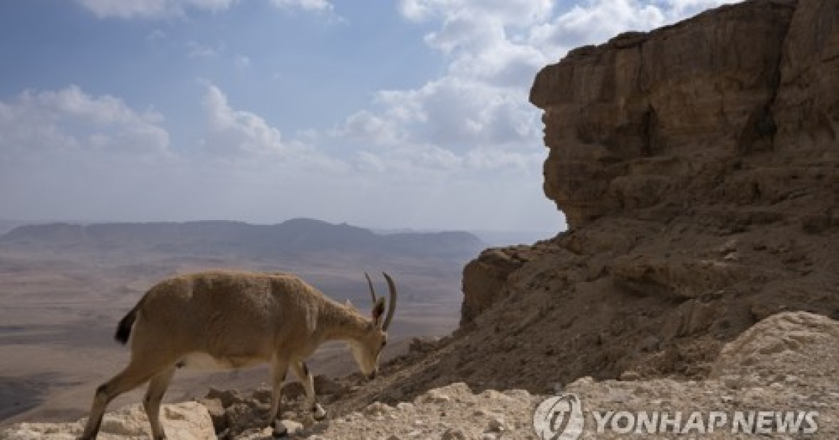 ISRAEL ANIMALS IBEX