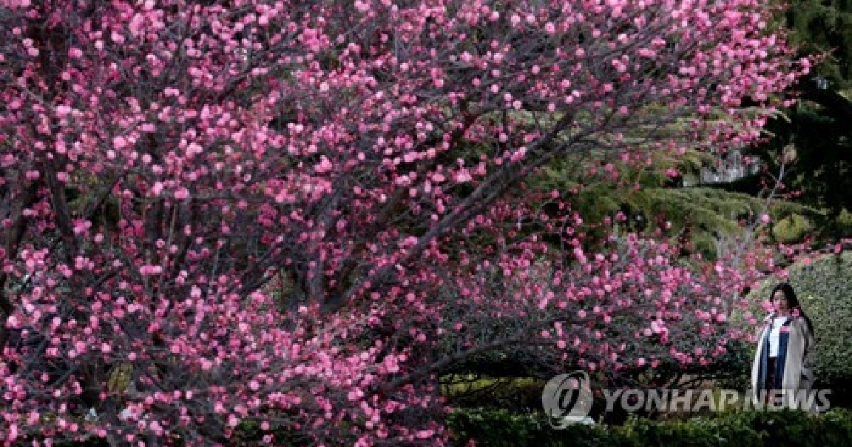 봄을 알리는 분홍 빛 홍매화