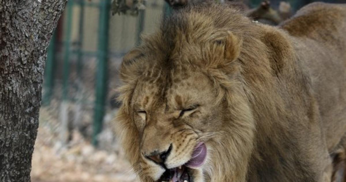 Jordan Lions Rescued