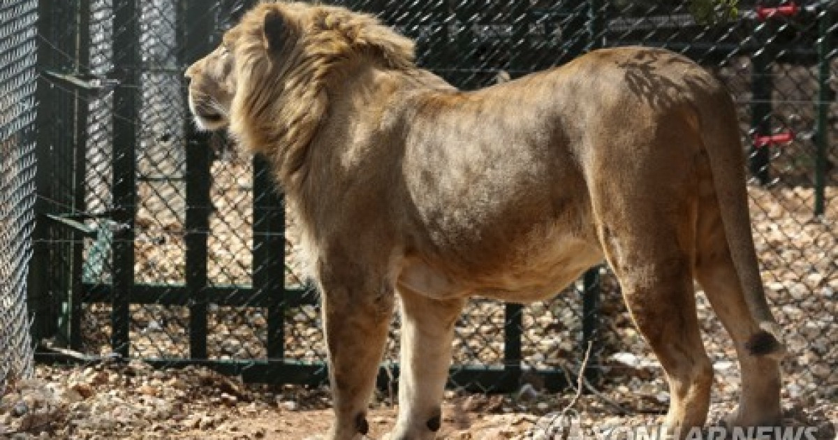 Jordan Lions Rescued
