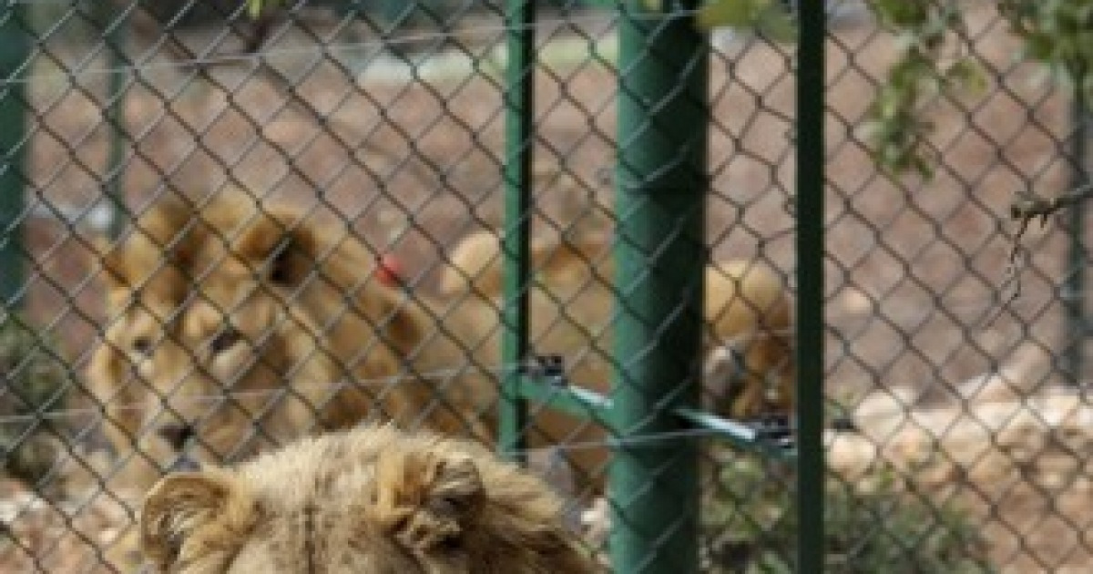 Jordan Lions Rescued