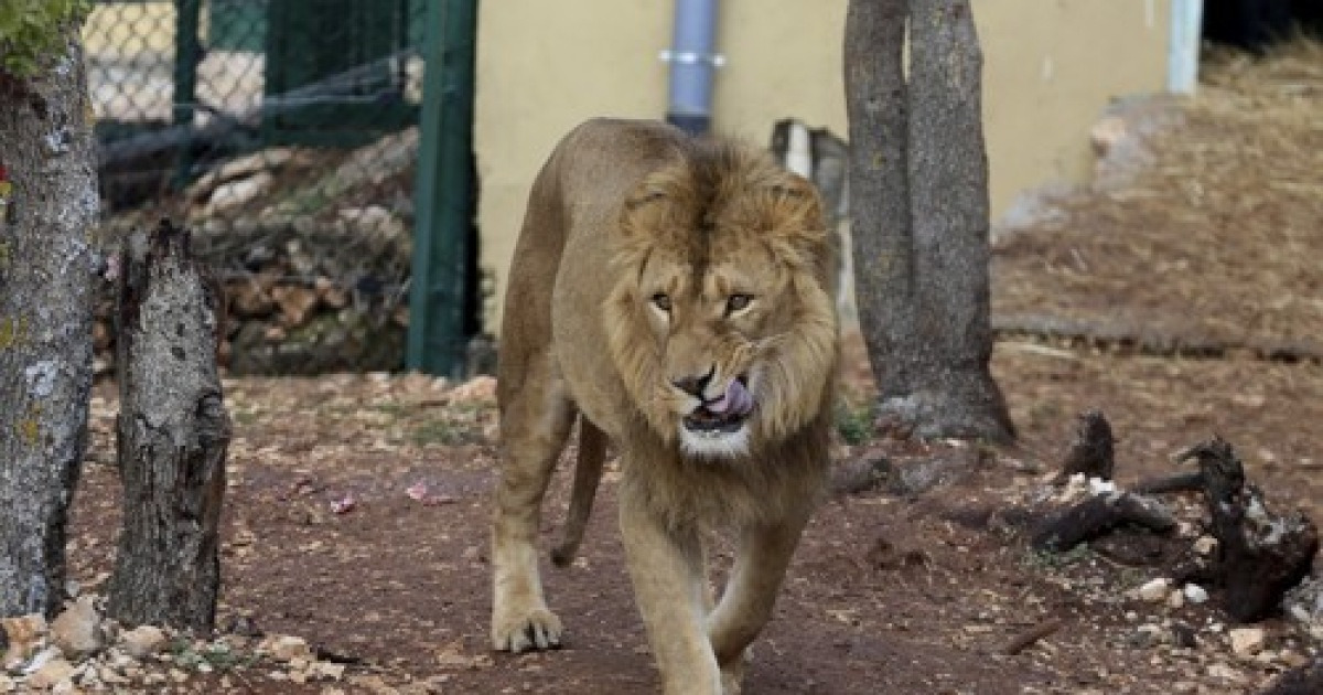 Jordan Lions Rescued