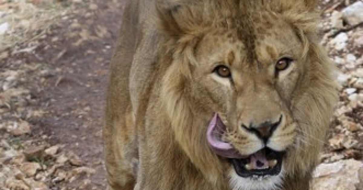 Jordan Lions Rescued