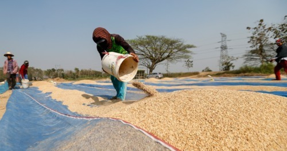 MYANMAR AGRICULTURE RICE