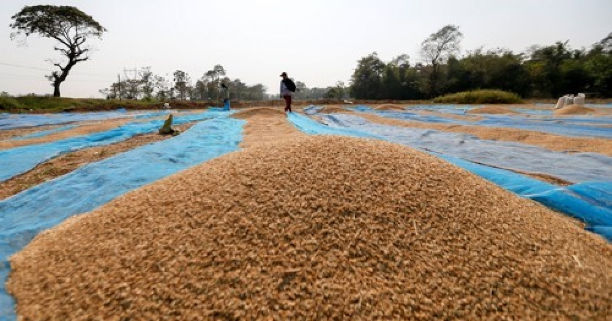 MYANMAR AGRICULTURE RICE