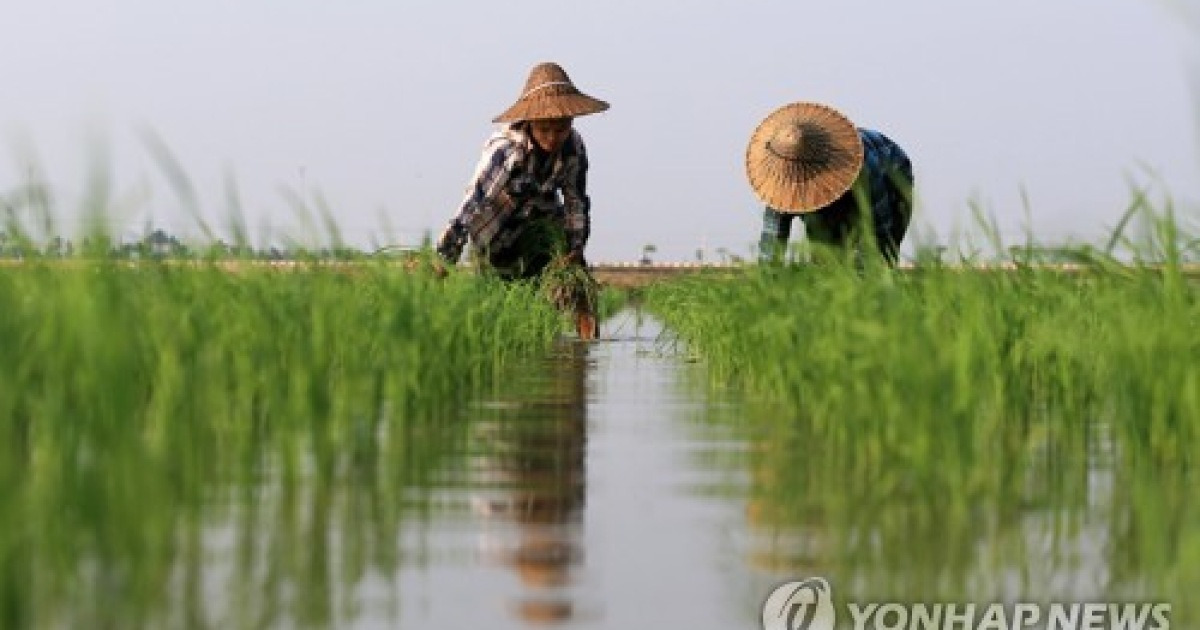 MYANMAR AGRICULTURE RICE