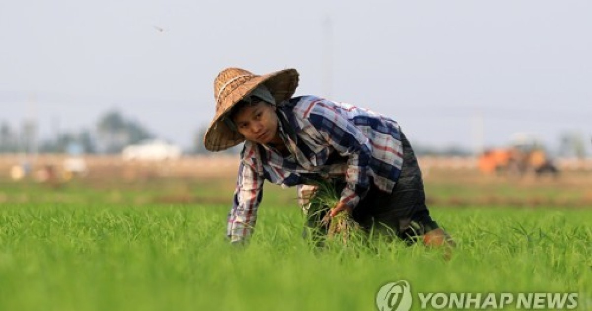 MYANMAR AGRICULTURE RICE