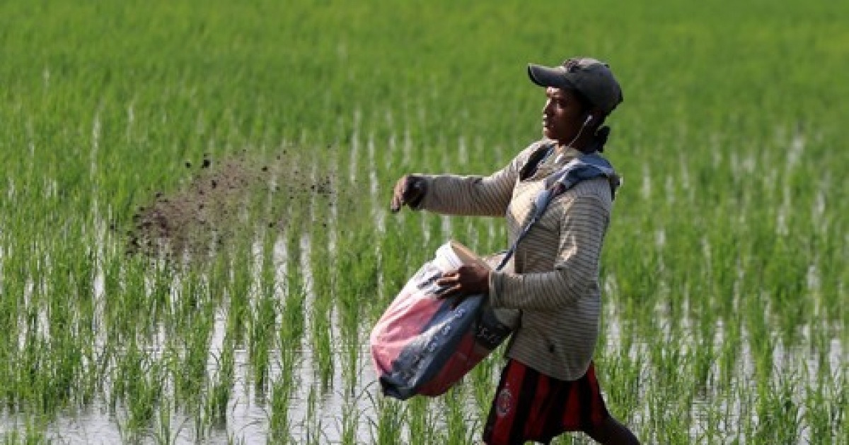 MYANMAR AGRICULTURE RICE