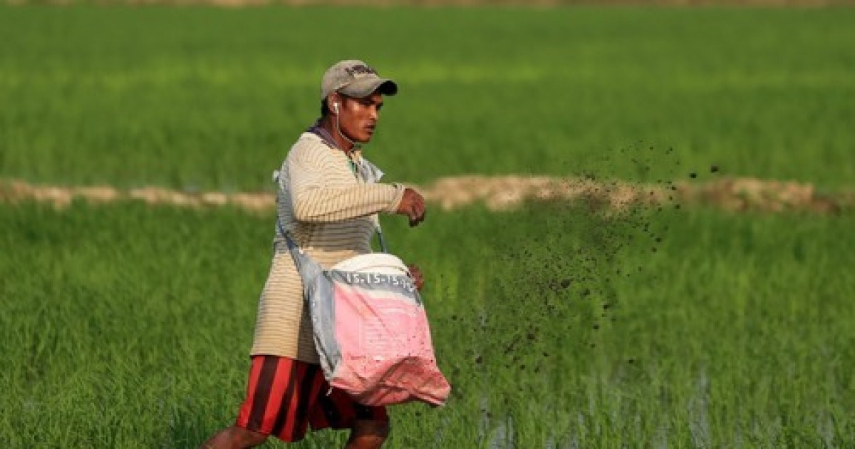MYANMAR AGRICULTURE RICE