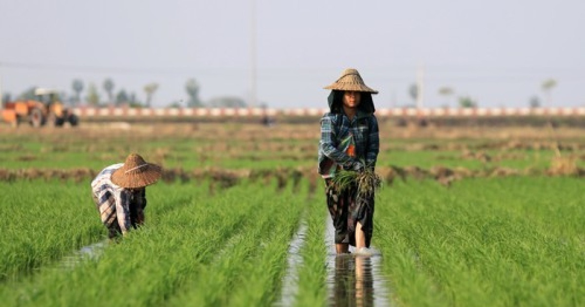 MYANMAR AGRICULTURE RICE