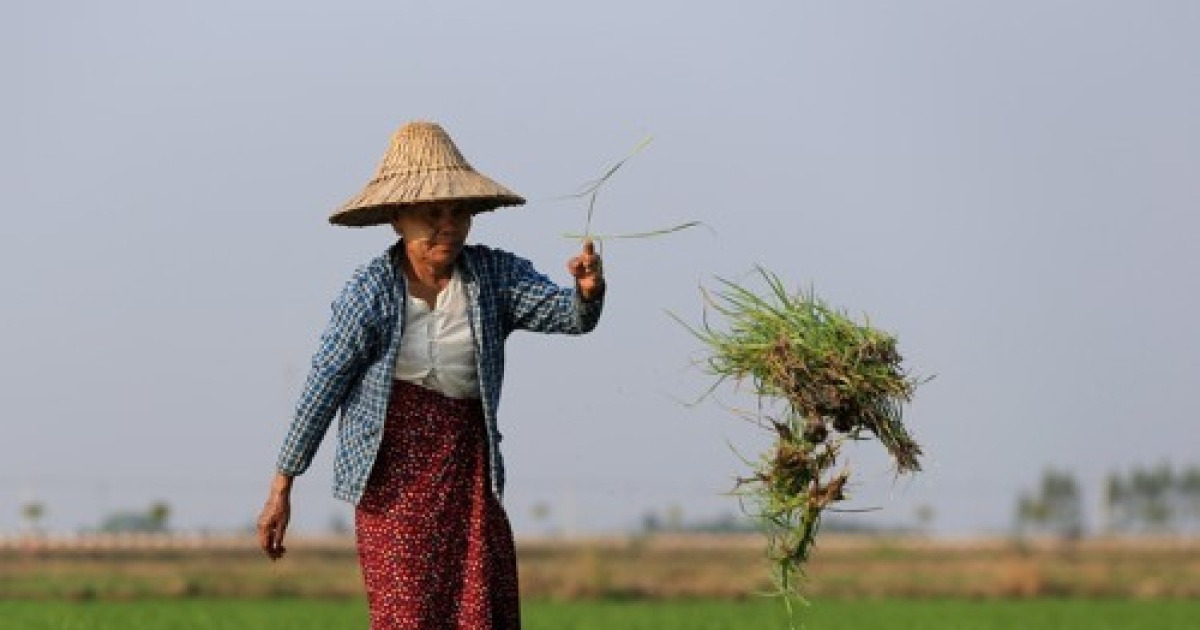MYANMAR AGRICULTURE RICE