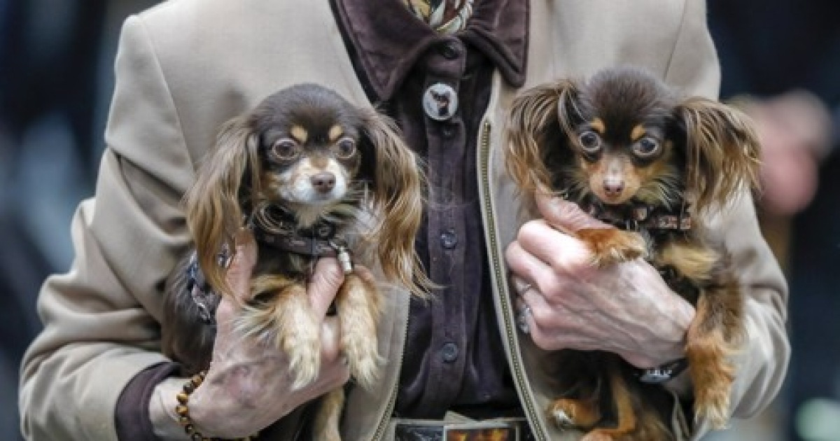 GERMANY DOG SHOW