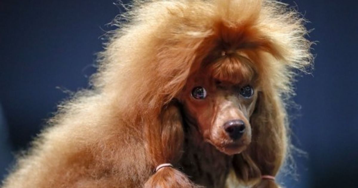 GERMANY DOG SHOW