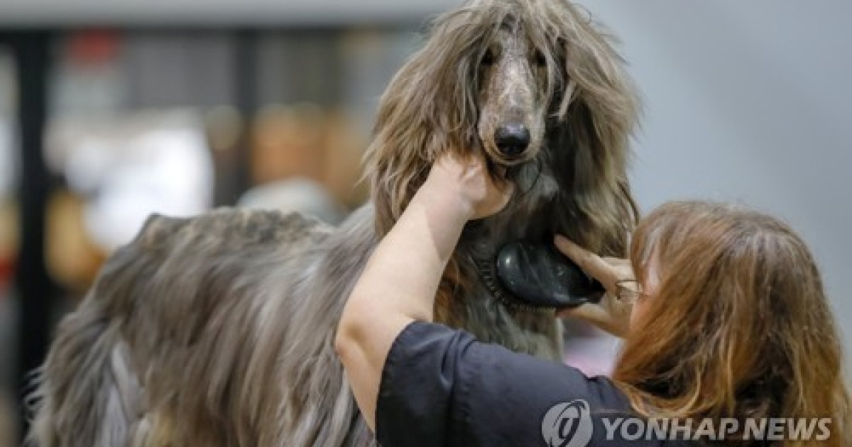 GERMANY DOG SHOW