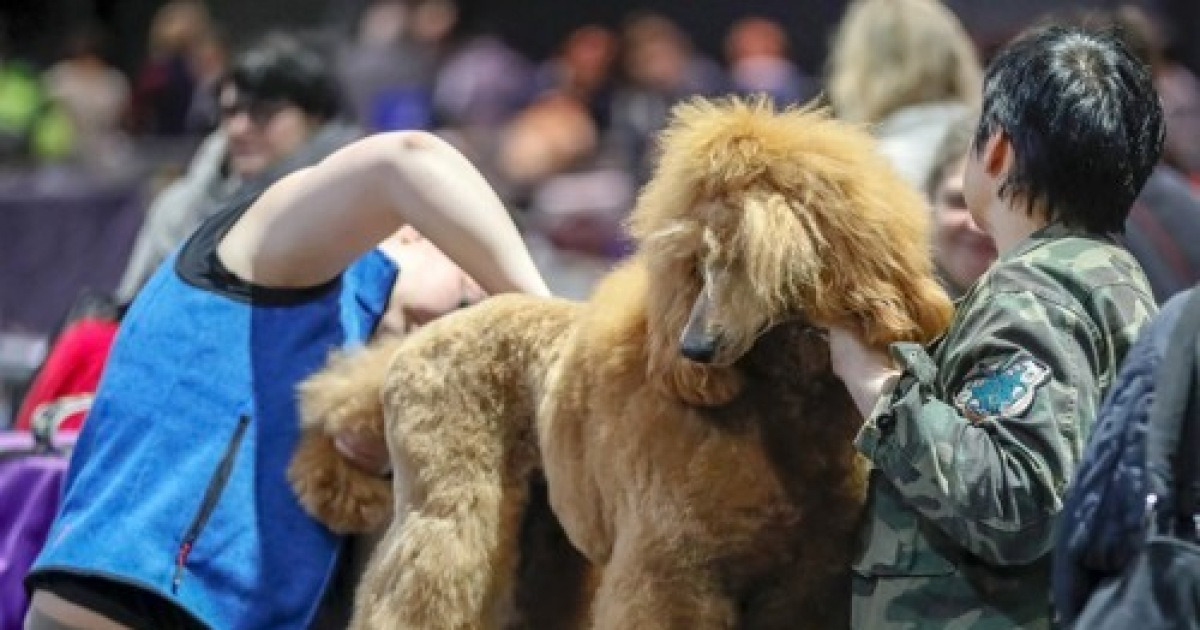 GERMANY DOG SHOW