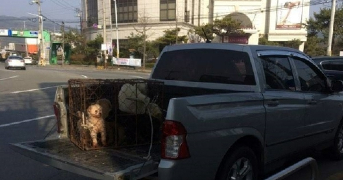 Vet caught handing off stray dogs for dog meat