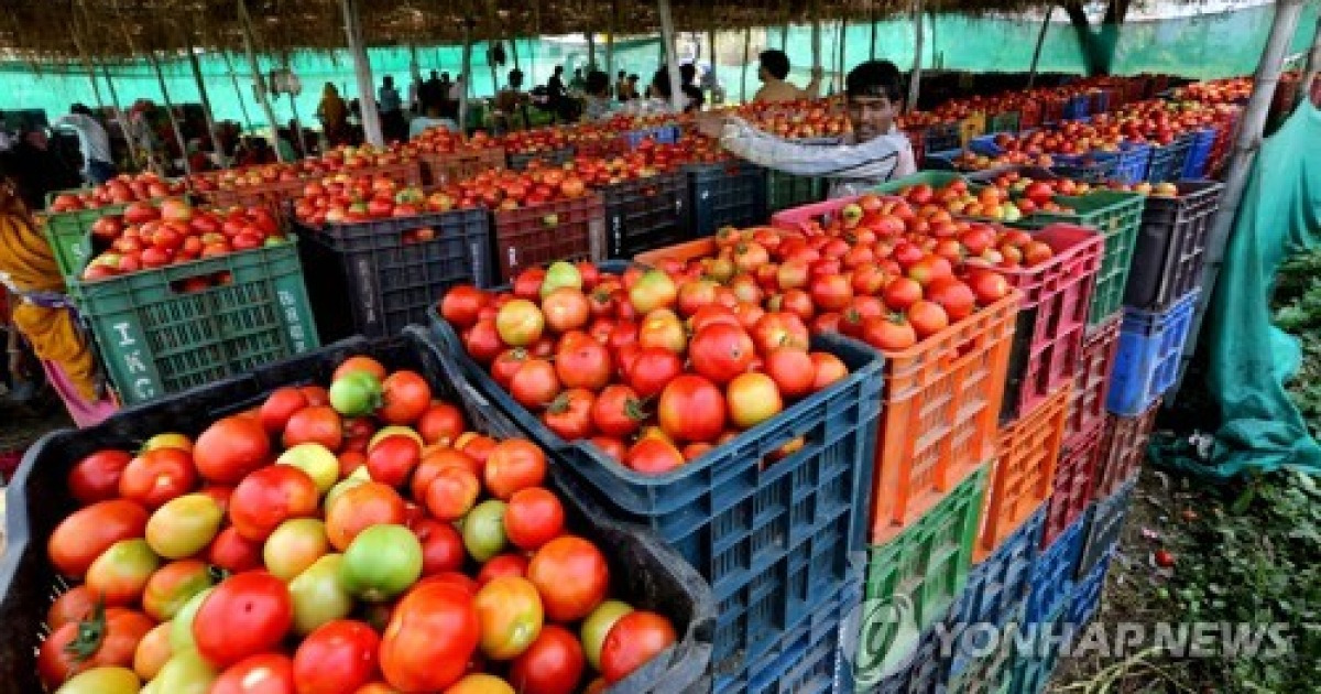 INDIA AGRICULTURE TOMATO OVER PRODUCTION