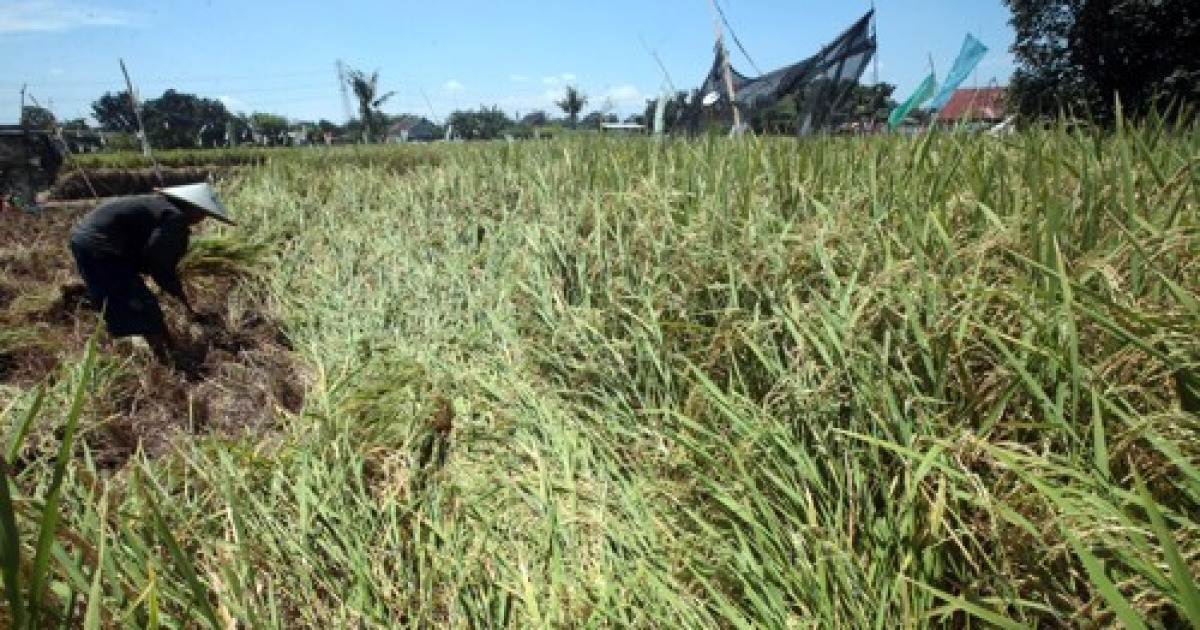 INDONESIA AGRICULTURE RICE IMPORTS