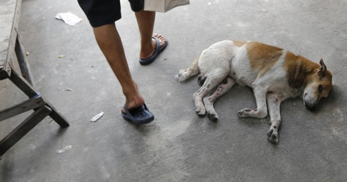 THAILAND HEALTH RABIES