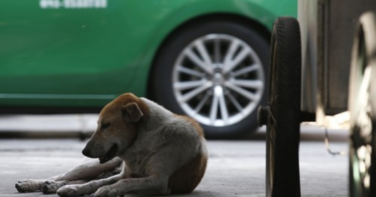 THAILAND HEALTH RABIES