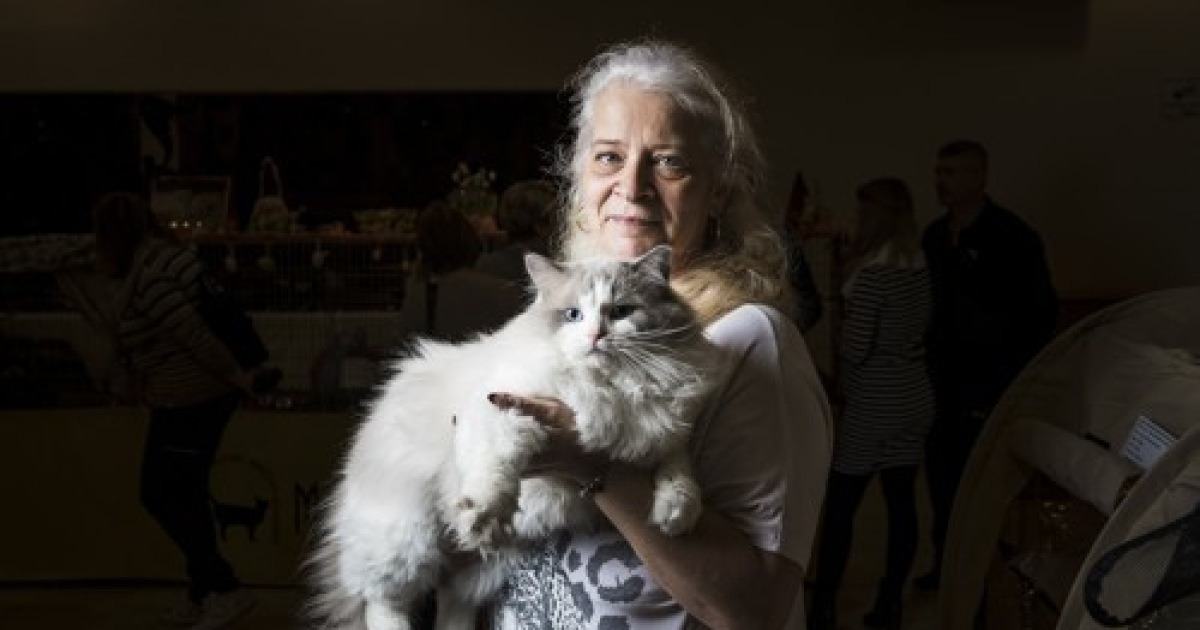 HUNGARY CAT SHOW