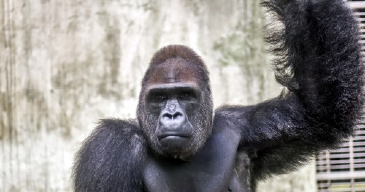 TAIWAN ANIMALS