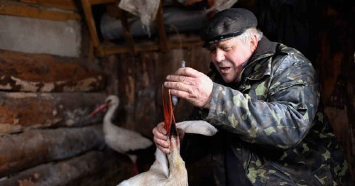 UKRAINE ANIMALS STORKS