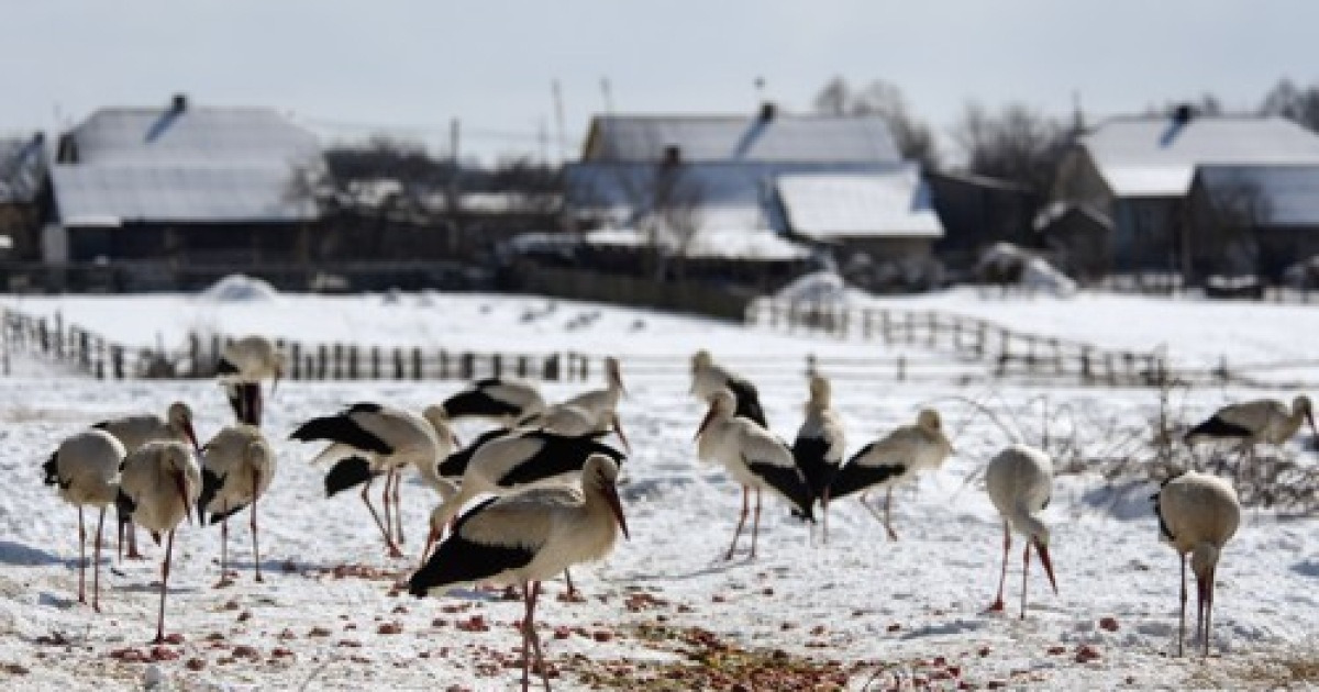 UKRAINE ANIMALS STORKS