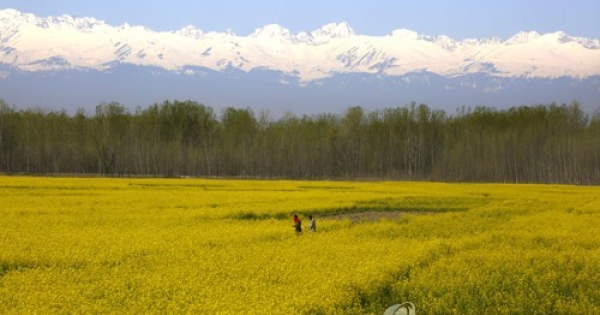INDIA KASHMIR SPRING